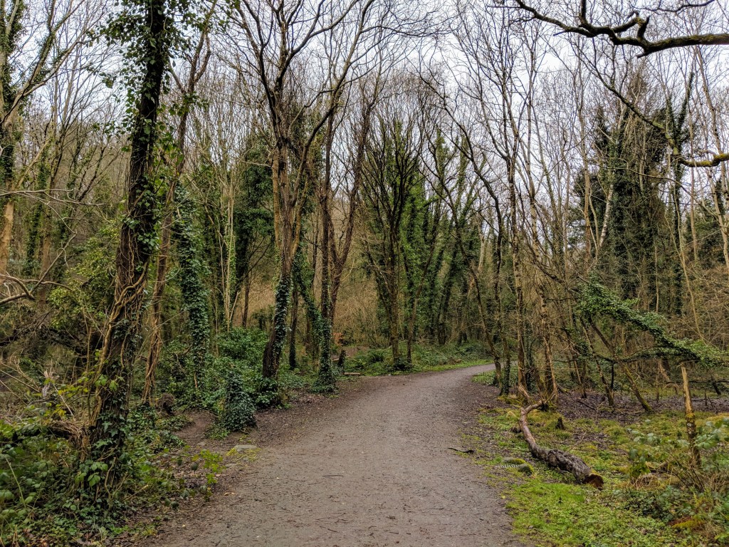 Knocksink Wood Nature Reserve – Ireland – Shells Adventures