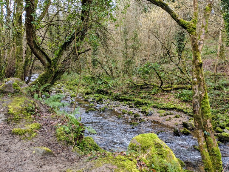 Knocksink Wood Nature Reserve – Ireland – Shells Adventures