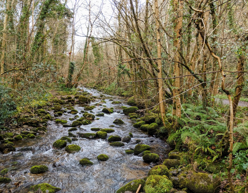 Knocksink Wood Nature Reserve – Ireland – Shells Adventures